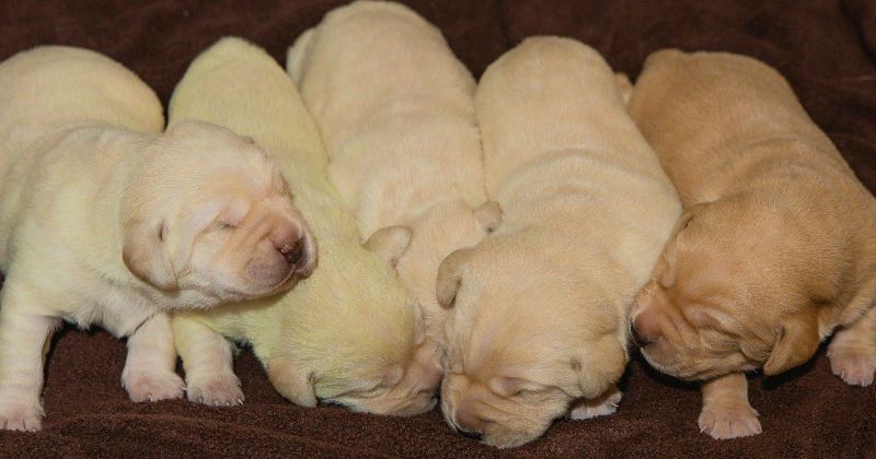 This Labrador Gave Birth to One of the Rarest Puppies in the World - I ...