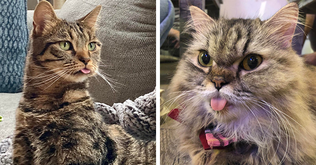 17 Bloopidy Bleppity Awwdorable Cat Bleps - I Can Has Cheezburger?