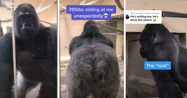 400-Pound Gorilla Elegantly Slides Towards Window to Show Off His ...