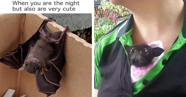 Itty Bitty Halloween-y Bats: Funny Memes, Cute Pics And Facts - I Can ...