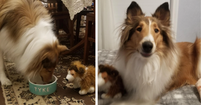 Adorable Doggo Is Inseparable From His Tiny Toy - I Can Has Cheezburger?