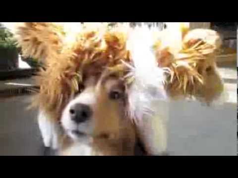 Funny Sheltie Memes