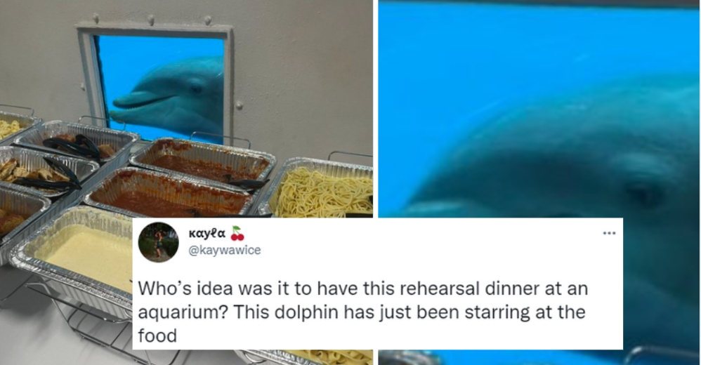 Hungry Dolphin Stares Down Catering At Wedding, Steals The Show - I Can ...