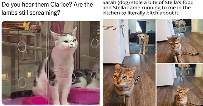 17 Funny Cat Memes, Curated By a Very Specific Cat-Lady - I Can Has ...