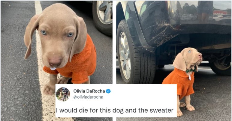 I Can Has Cheezburger? - dressed up - Funny Animals Online - Cheezburger