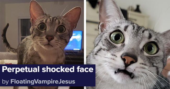 Cat With A Perpetually Shocked Face Takes Over The Interwebs (Thread ...