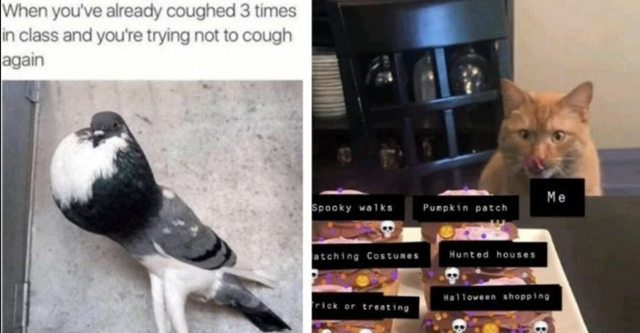 Another Scrumpdillyicious Dump Of Animal Memes - I Can Has Cheezburger?