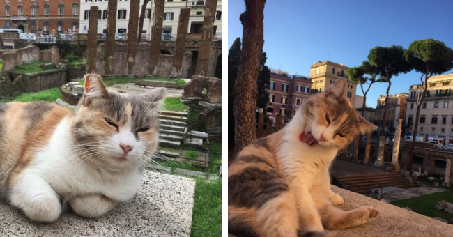 World Of Animals: Explore A Cat Sanctuary In The Ruins Of Ancient Rome ...