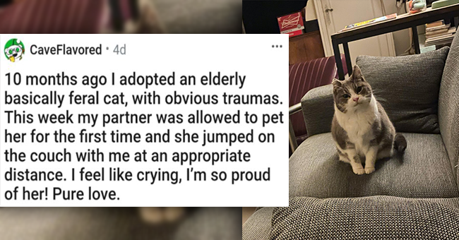 Stories Of Shy And Aloof Cats Finally Showing Affection To Their Humans ...