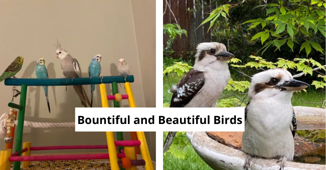 Chipper Birbs: Awwdorable Bird Photos To Ruffle Your Feathers - I Can ...