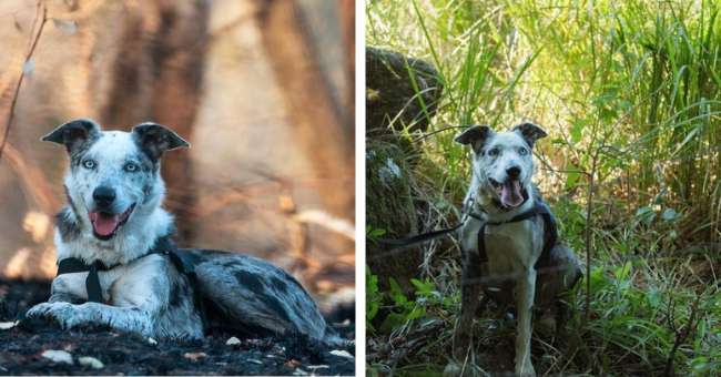 Heroic Doggo That Saved Koalas Receives Award - I Can Has Cheezburger?