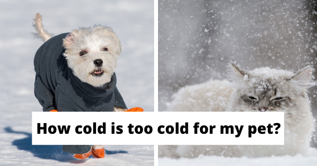 Helpful Tips To Keep Your Pets Happy And Safe This Winter - I Can Has ...