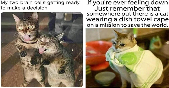 Cattywampus Caturday Coming This Way: Fresh Cat Memes - I Can Has ...