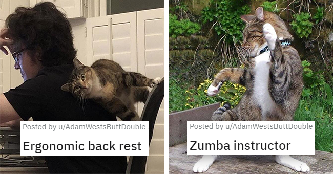 Purrfessional Cats Working Hard And Hardly Working - I Can Has Cheezburger?