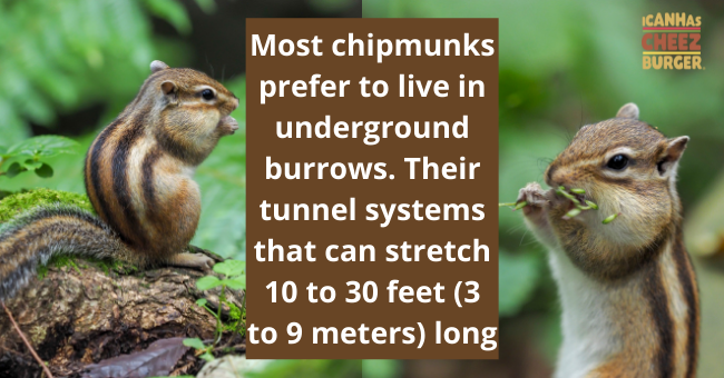 Paws For This Week’s Animal Facts: Chipmunks And Chip Chip Hooray - I ...