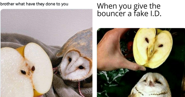 Apples Looking Just Like Owls: A Humorous Twitter Thread - I Can Has ...