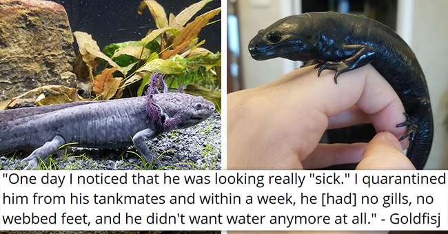 Viral Thread: The Incredible Story Of A Morphed Axolotl - I Can Has ...