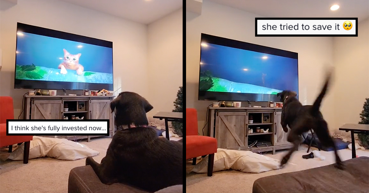 Dog Watching Her Human Play ‘Stray’ Wholesomely Tries to Rescue the ...