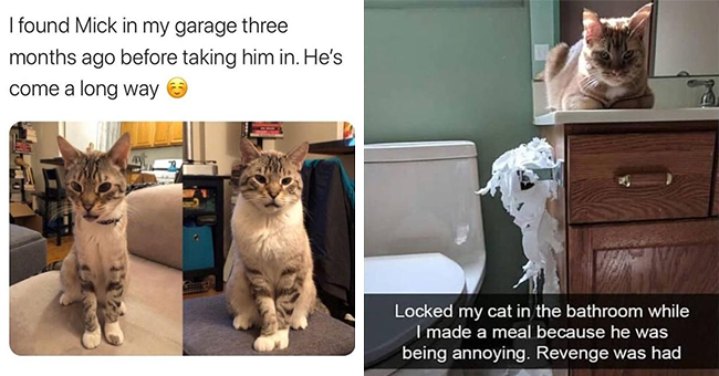Titter Away Through Another Purrfect Caturday: Cat Memes - I Can Has ...