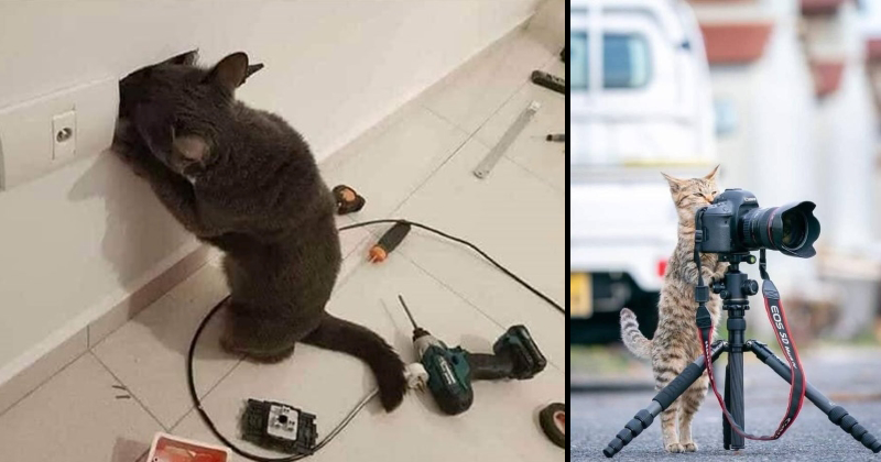 15+ Cats Who Are Great At Their Jobs - Memebase - Funny Memes