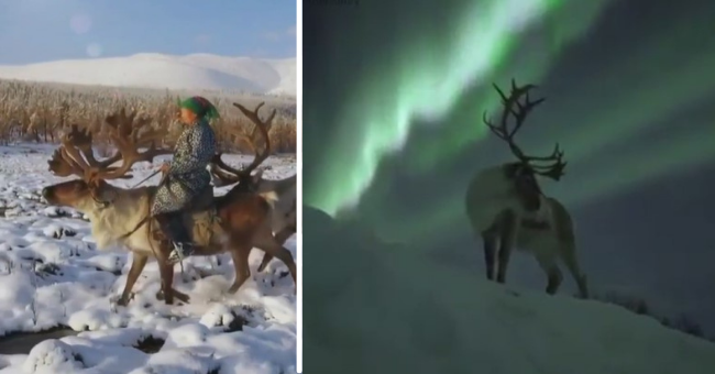 Majestic Reindeer Gifs Because Christmas Is In 28 Days - I Can Has ...