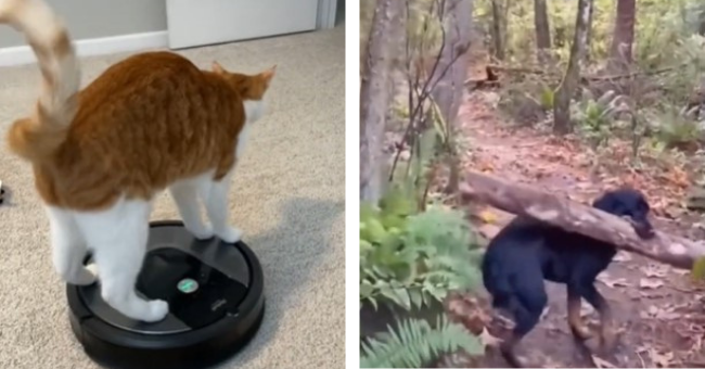 Adorable Animals Spinning Around - I Can Has Cheezburger?