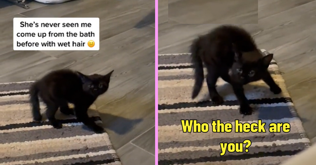 Super Intimidating Kitten Puts on Quite the Performance When She Sees ...