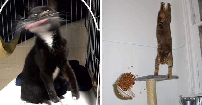 17 Funny Cat Photos Caught At The Purrfect Moment - I Can Has Cheezburger?