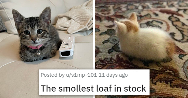 14 Warm And Delicious Cat Loaves Straight From The Internet Oven - I ...