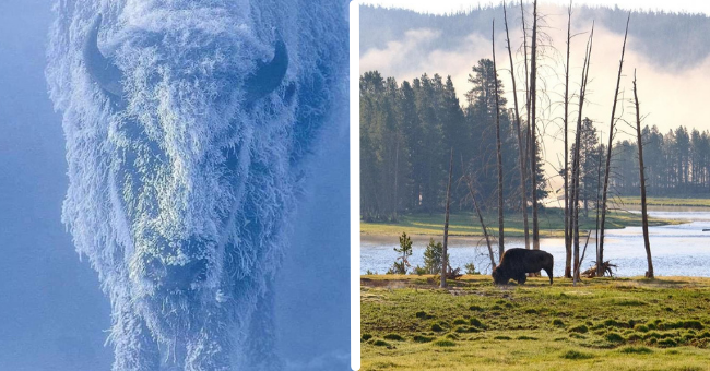 13 Gentle Bison Existing In Beautiful Ways - I Can Has Cheezburger?