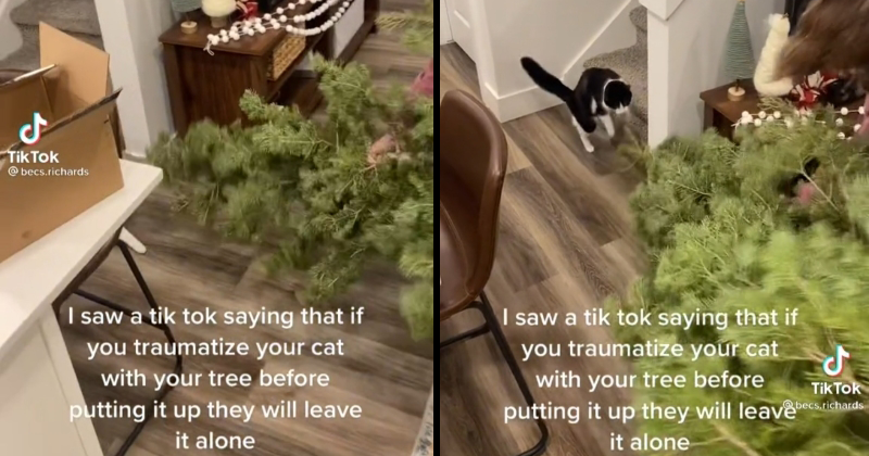 Cat Owner Tries Eccentric Method To Stop Her Christmas Tree Getting ...