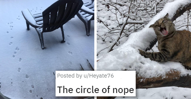 Circle Of Nope: Cats Experiencing Snow For The First Time And ...