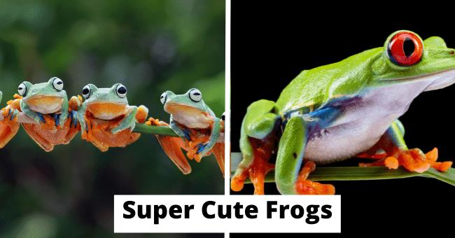 Cute Frogs: 11 Cute Frogs That Will Make You Happy - I Can Has Cheezburger?