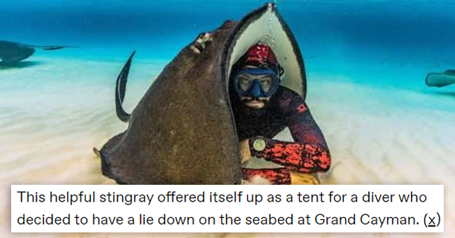Tumblr Thread: Stingray Covers Diver Like A Blanket - I Can Has ...