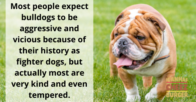 I Can Has Cheezburger? - bulldogs - Funny Animals Online - Cheezburger