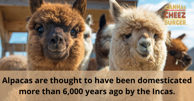 Paws For This Week’s Animal Facts: 13 Things To Know About Alpacas - I ...