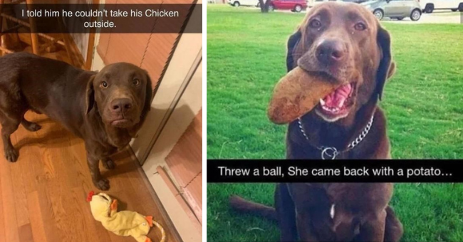 Doggo Snaps Of Pawsitivity And Good Vibes - I Can Has Cheezburger?