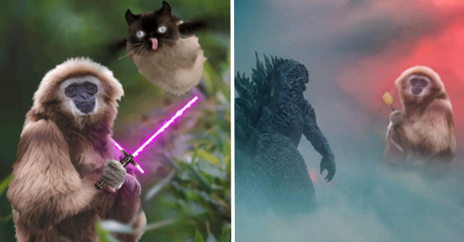 Epic Photoshop Battle: Gentle Gibbon Holding A Flower - I Can Has ...