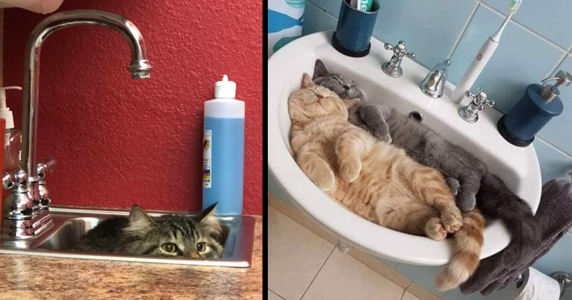 20+ Purrfect Pictures of Cats Hanging Out in Sinks - Memebase - Funny Memes