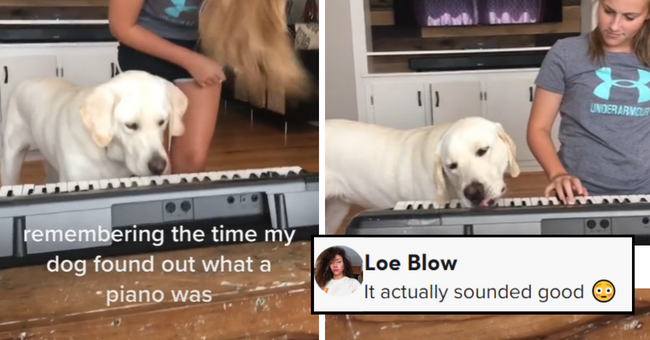 The Internet Is Taken Aback by This Labrador With Some Serious Piano ...