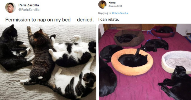 Cute Cats Deny Hooman Pur-mission To Sit On Bed - I Can Has Cheezburger?