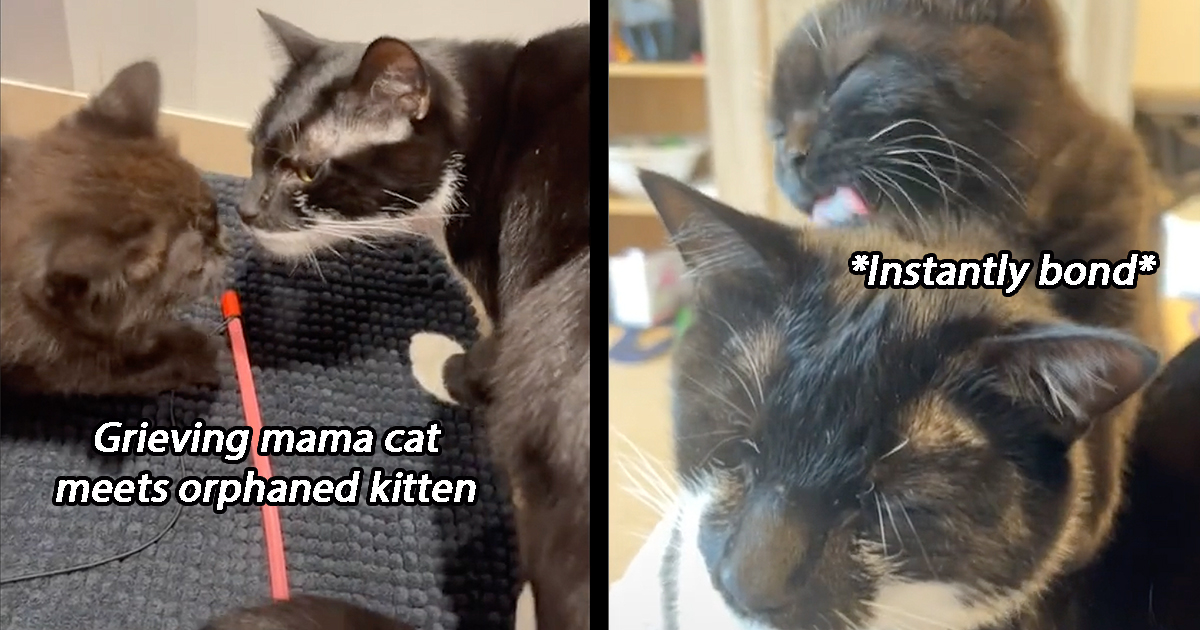 Watch a Tragic Story Transform Into a Wholesome Relationship Between a ...