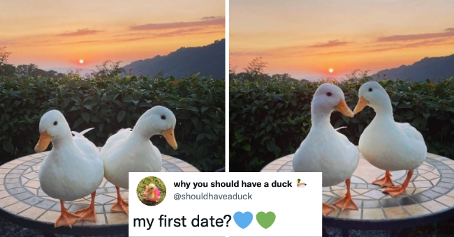 16 Duck Tweets That Are Pretty Persuasive - I Can Has Cheezburger?