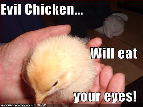Evil Chicken... Will eat your eyes! - Cheezburger - Funny Memes | Funny ...