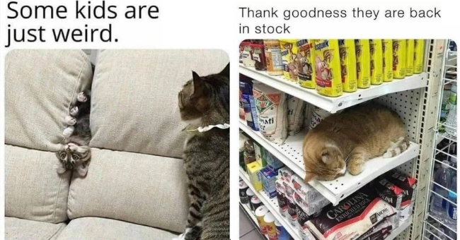 Recapping 2021 With The 50 Best Cat Memes - I Can Has Cheezburger?