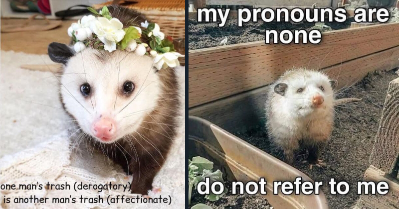 20+ Pulchritudinous Possum Memes To Make Life Seem Better - Memebase ...
