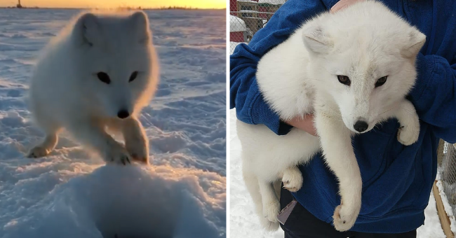A Peek At The World Of Awwdorable Arctic Foxes - I Can Has Cheezburger?