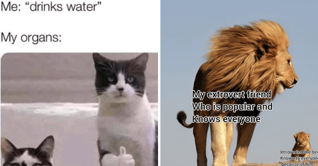 50 Wholesome Animal Memes For Those In Need Of A Whole Lot Of Smiles ...