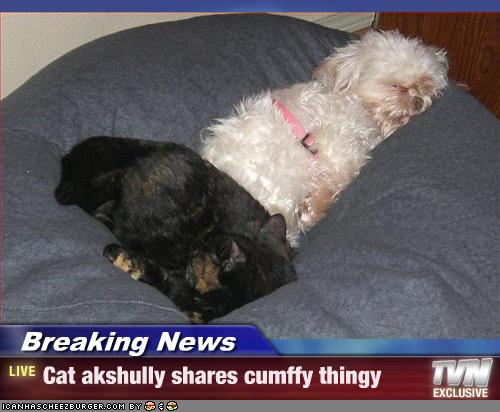 I Has A Hotdog - lhasa apso - Page 2 - Funny Dog Pictures | Dog Memes ...