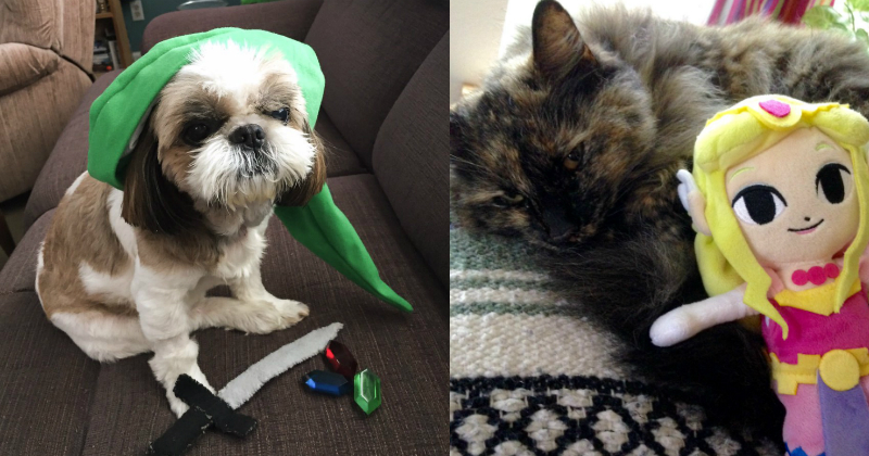 Nintendo Fans Are Celebrating Their Pets Today - I Can Has Cheezburger?